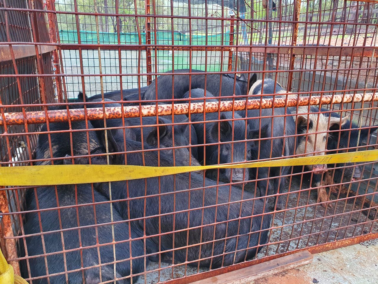 Predator Trapping, Pig Trapping, Day - Night shooting, Urban bird shooting