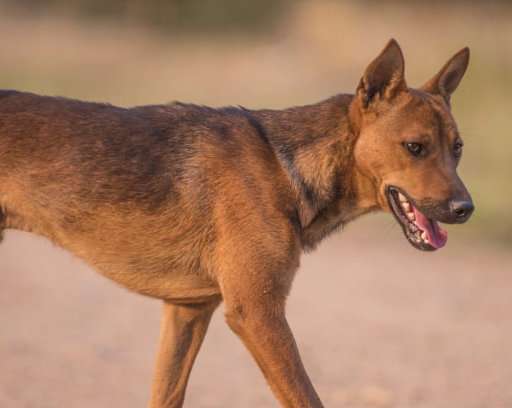 Predator Trapping for Cats, Foxes and Dogs | 15 Years Experience